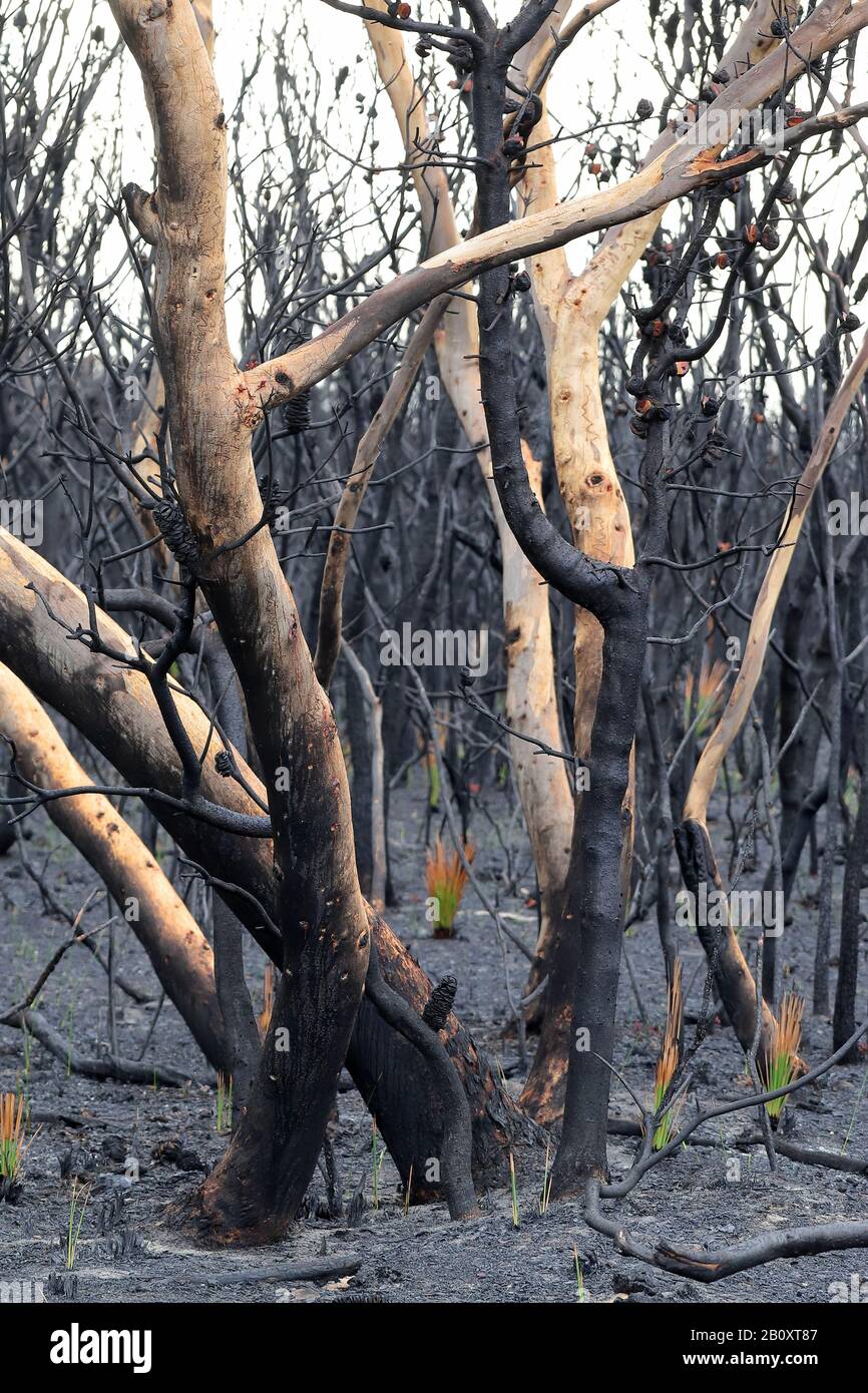 Burnt trees aftermath of Australian bushfire Stock Photo - Alamy
