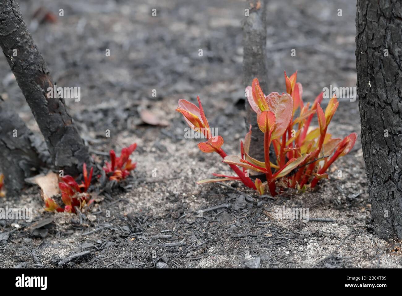 New shoots after fire hi-res stock photography and images - Alamy