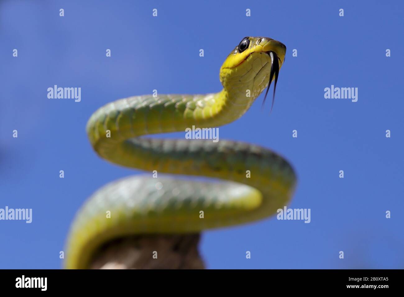 Common Tree Snake with tongue flickering Stock Photo - Alamy