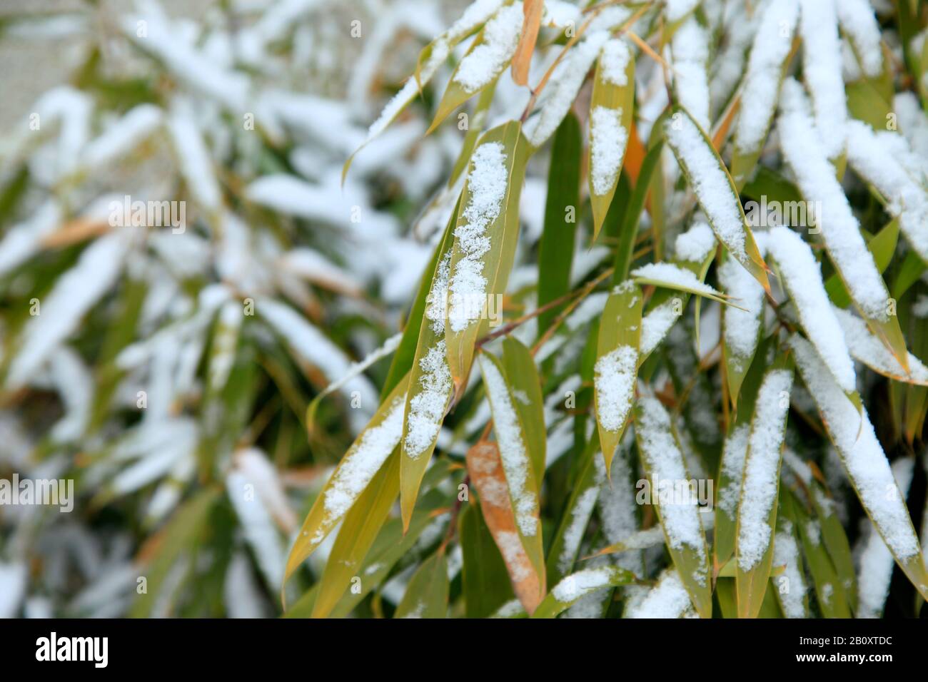 Details of bamboo leaves in winter with snow Stock Photo - Alamy