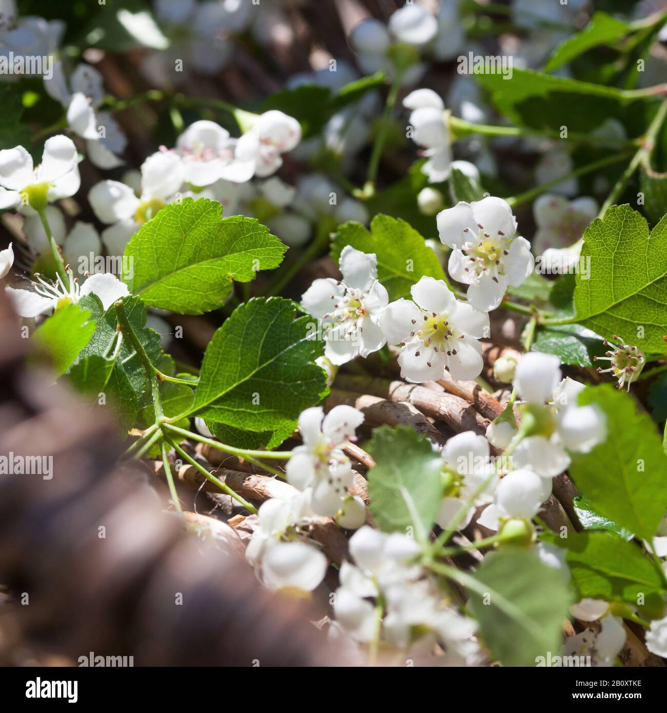 English hawthorn, midland hawthorn (Crataegus laevigata), harvesting of ...