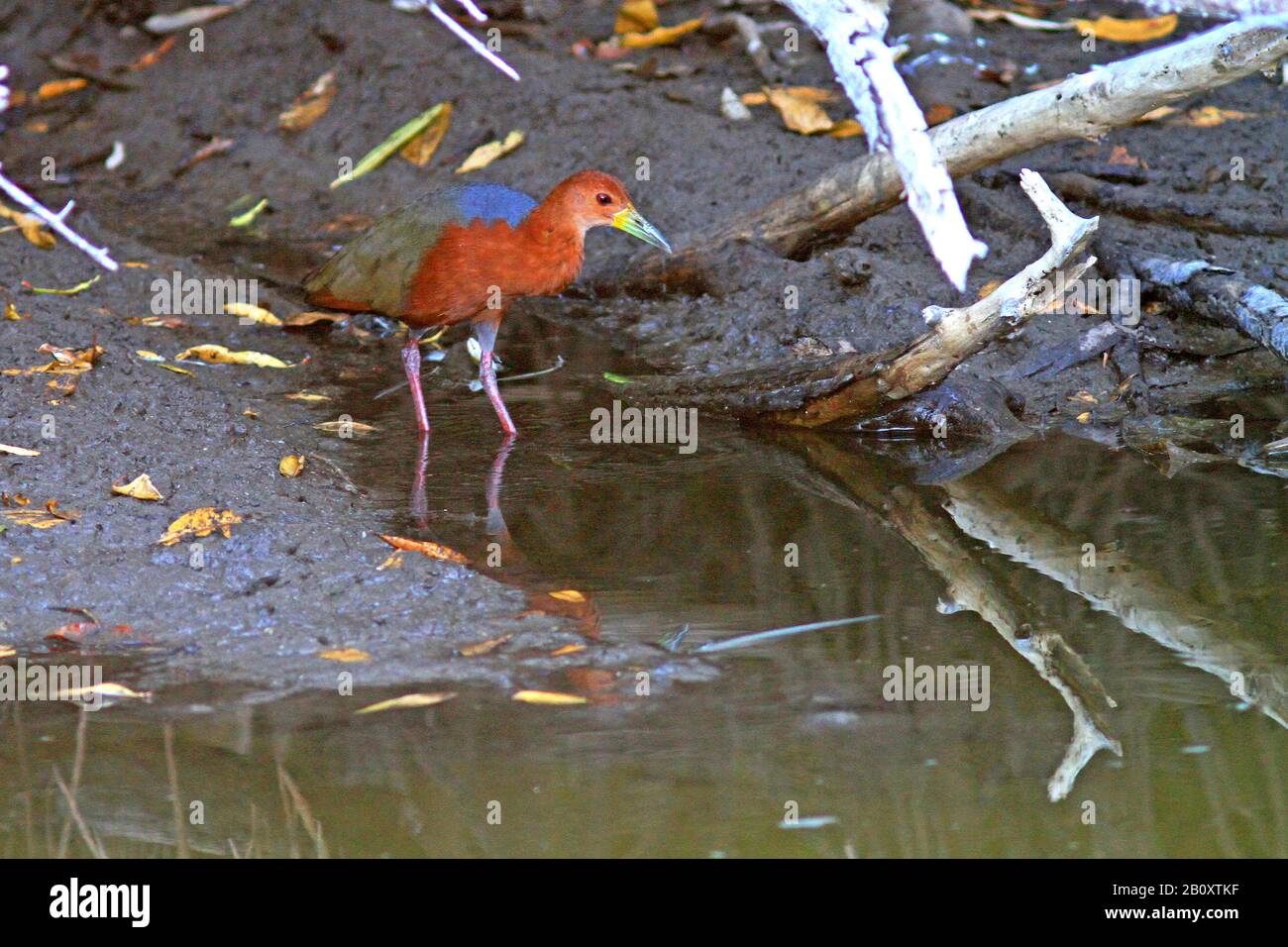 Rufous-necked Wood-Rail (Aramides axillaris), standing in shallow water ...