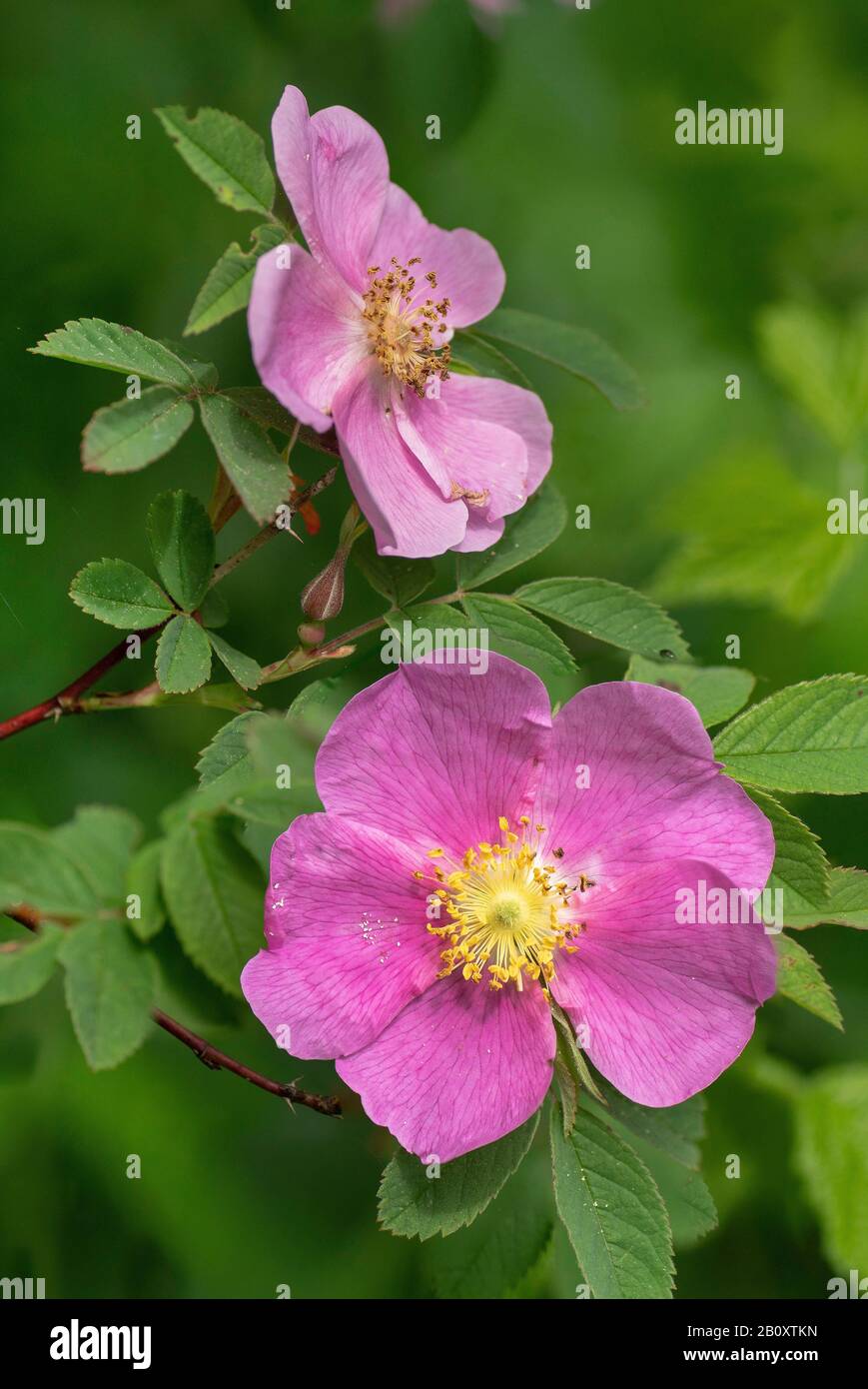 rose (Rosa spec.), rose flowers, Germany, Bavaria, Oberbayern, Upper ...