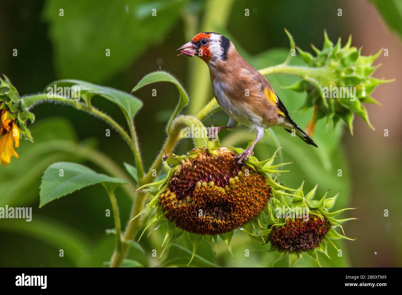 Do Birds Eat Sunflower Seeds