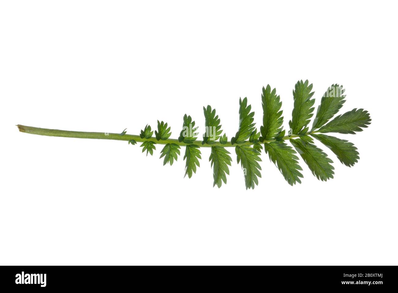 Silver leaf plant hi-res stock photography and images - Alamy