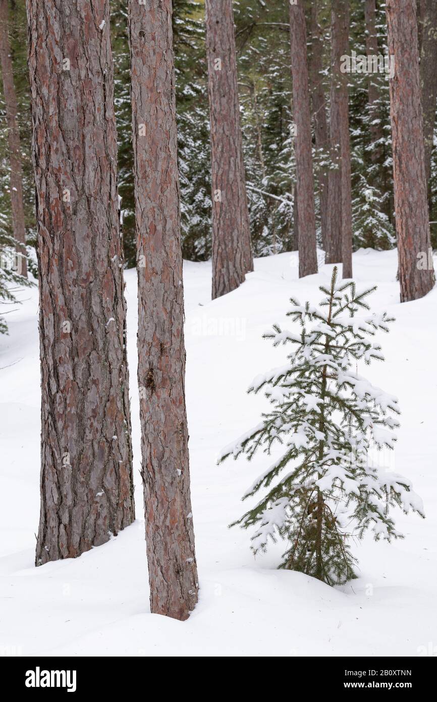 Red pine, pinus resinosa hi-res stock photography and images - Alamy