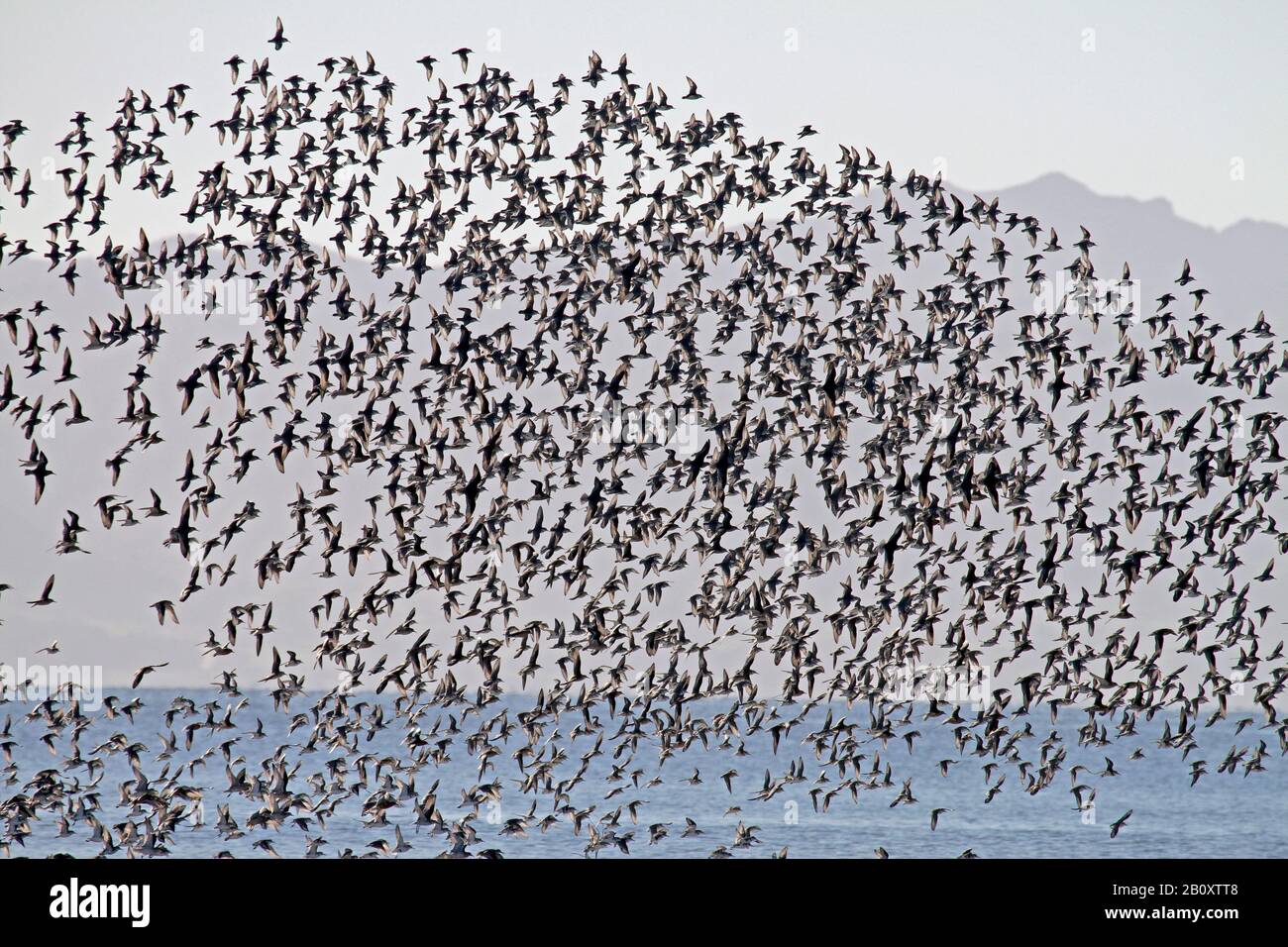 wry-bill, wrybill (Anarhynchus frontalis), large flying flock, New ...