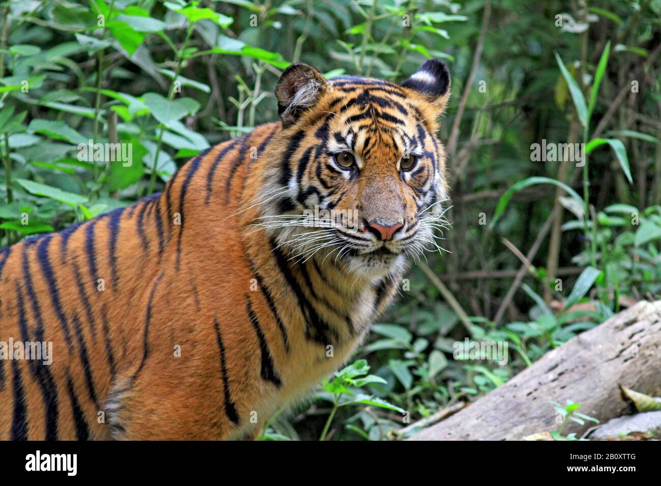 Sumatran tiger (Panthera tigris sumatrae), portrait, Indonesia, Sumatra ...