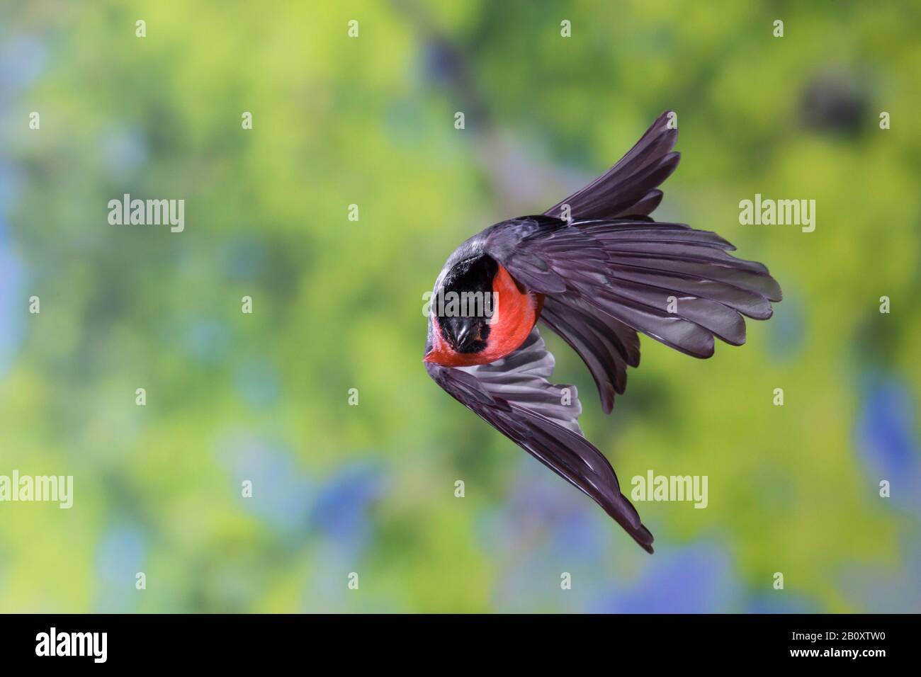 Male bullfinches hi-res stock photography and images - Alamy