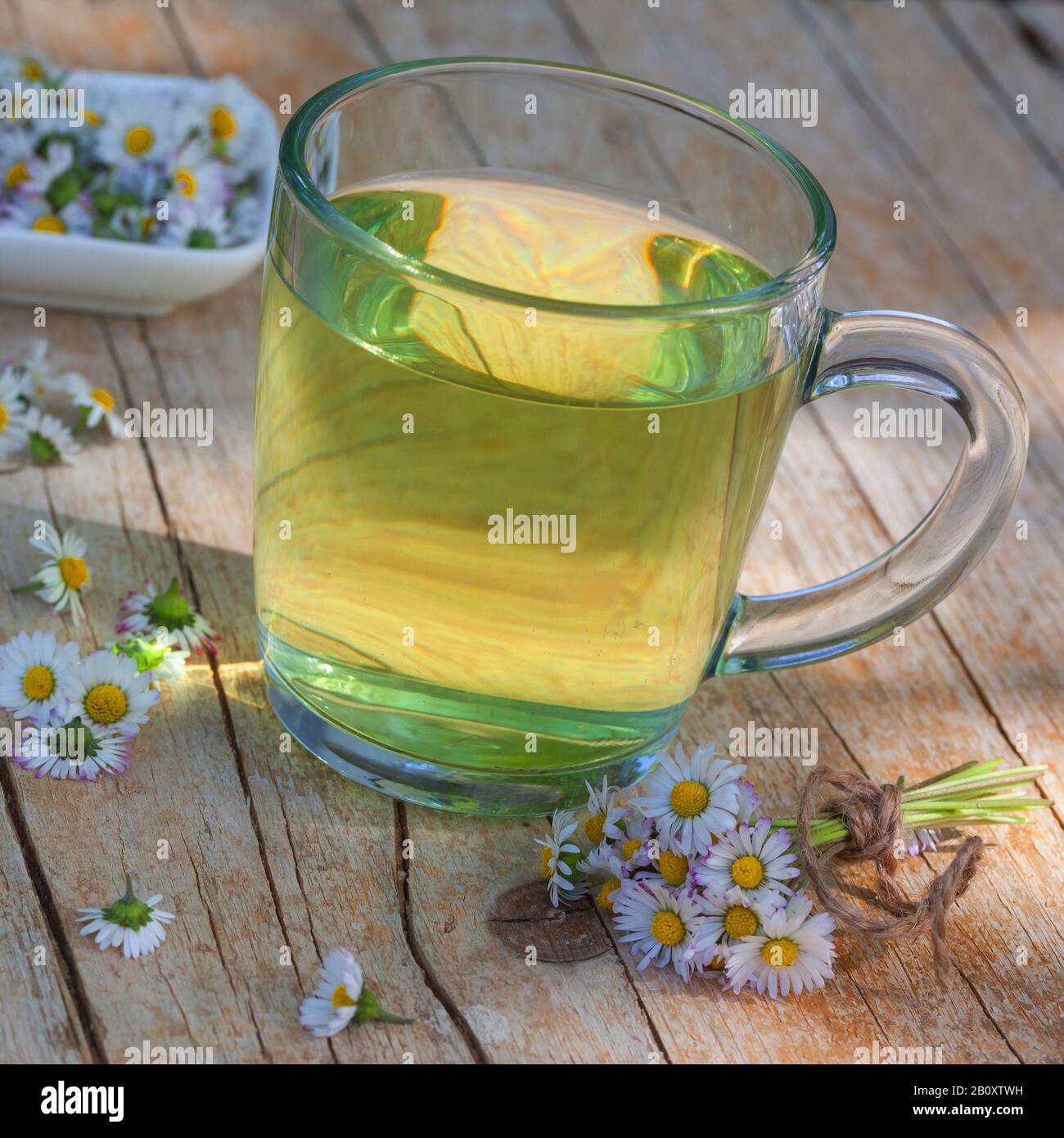 common daisy, lawn daisy, English daisy (Bellis perennis), tea made ...