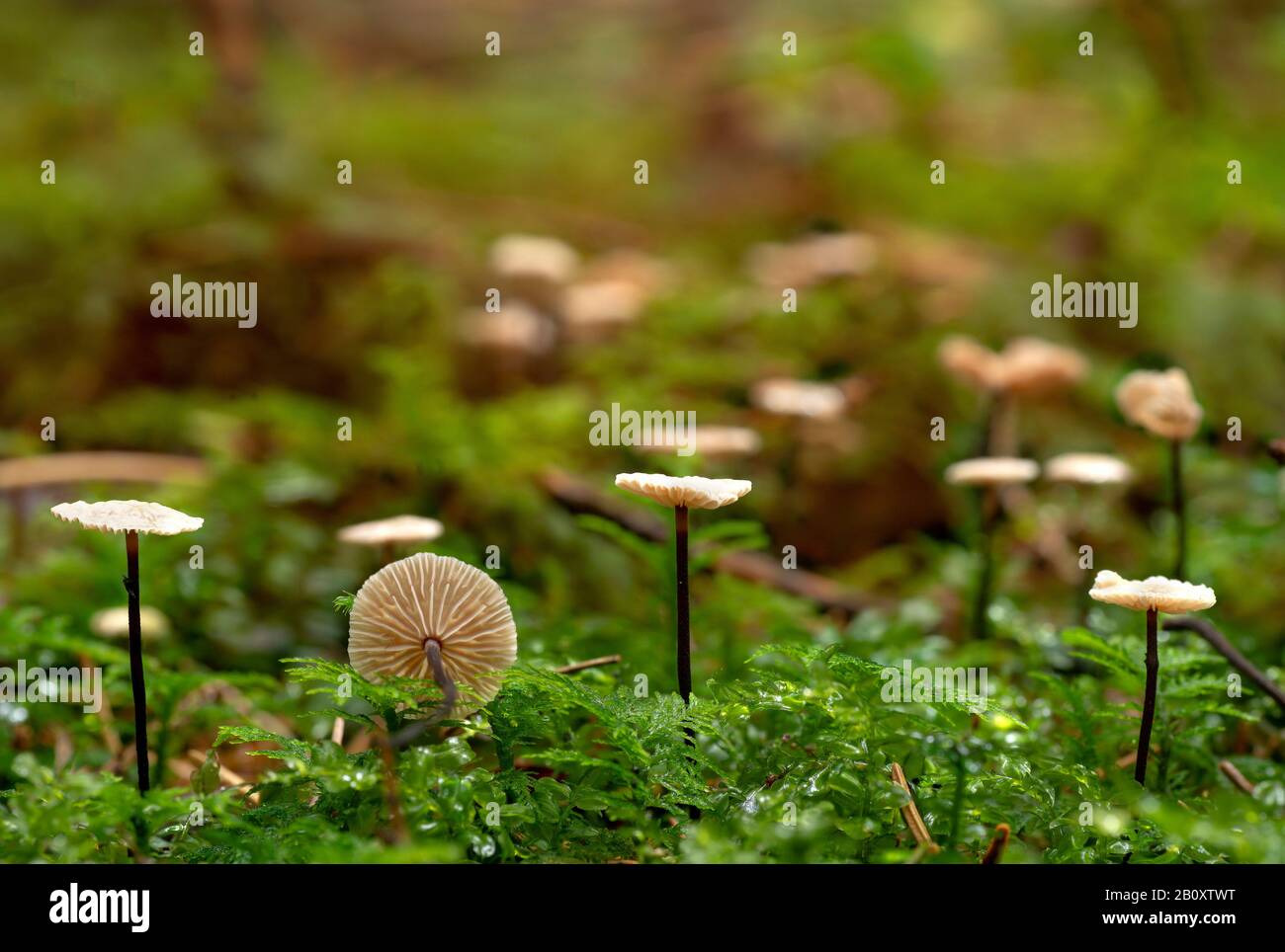 Marasmius prasiosmus (Marasmius spec.), group, Germany, Bavaria ...