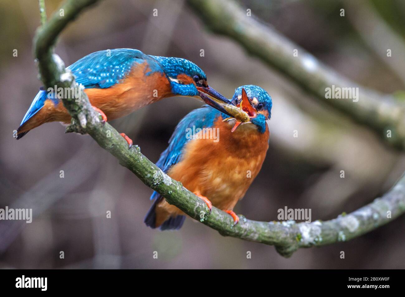 river kingfisher (Alcedo atthis), couple at courtship feeding on a ...