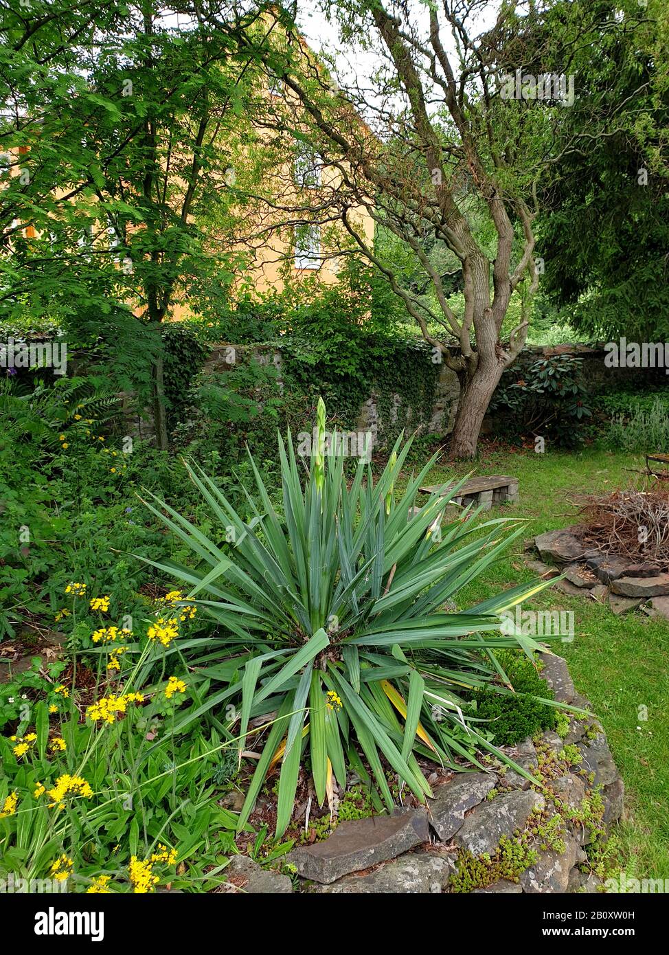 Yucca filamentosa hi-res stock photography and images - Alamy