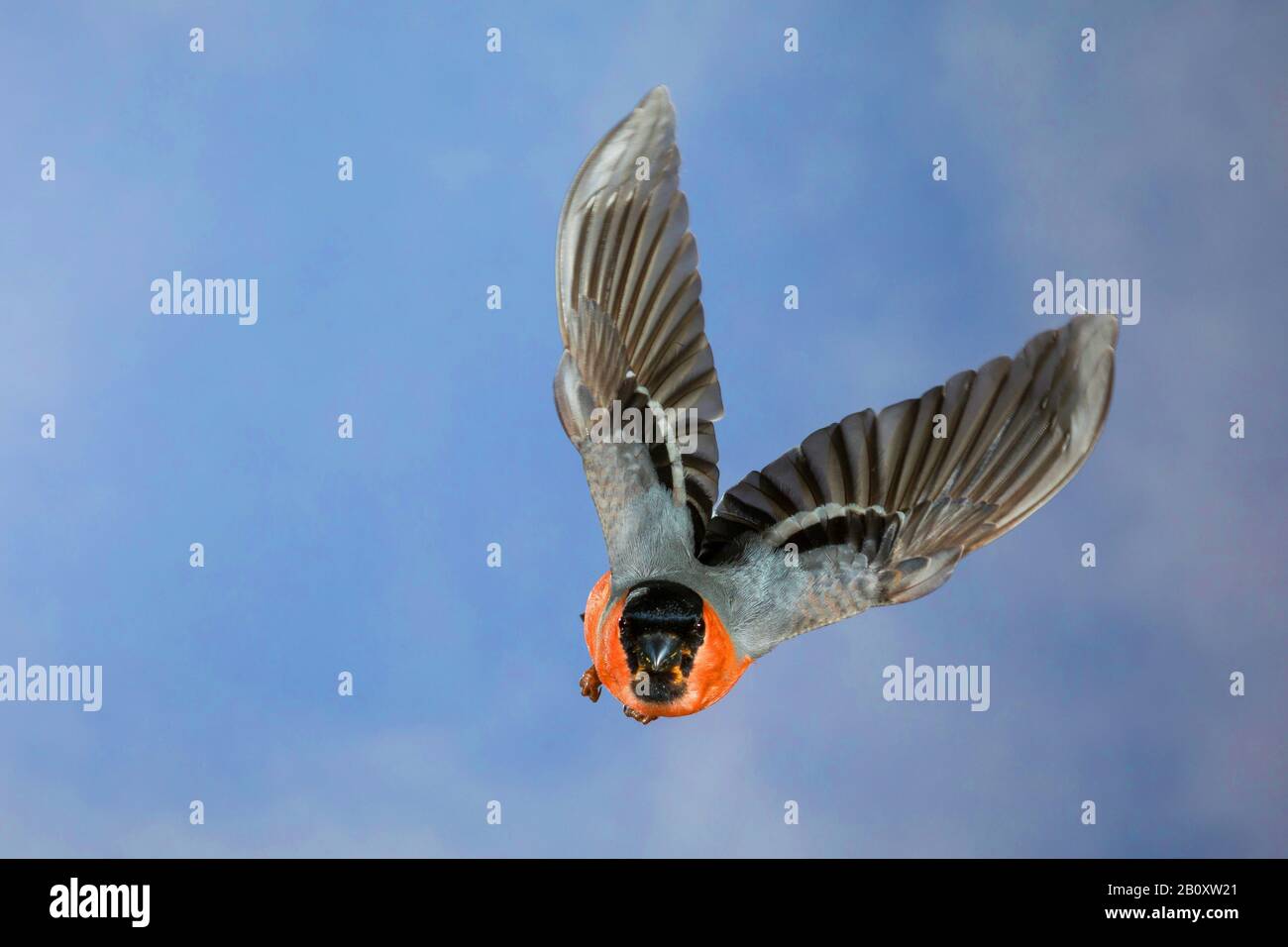 Male bullfinches hi-res stock photography and images - Alamy
