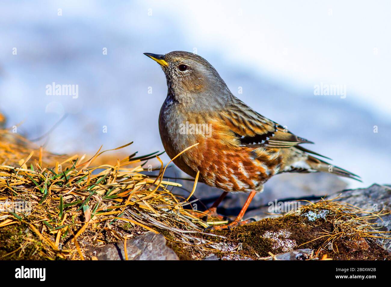 Alpine accentor (Prunella collaris), sitting on athe ground ...