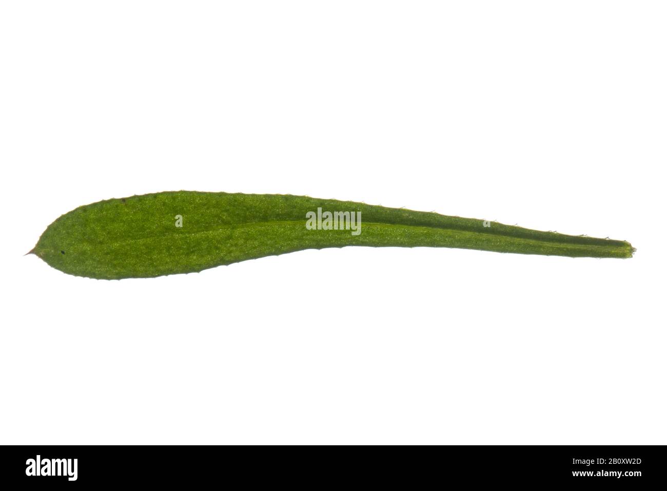 Cleavers, Goosegrass, Catchweed bedstraw (Galium aparine), leaf, cutout ...