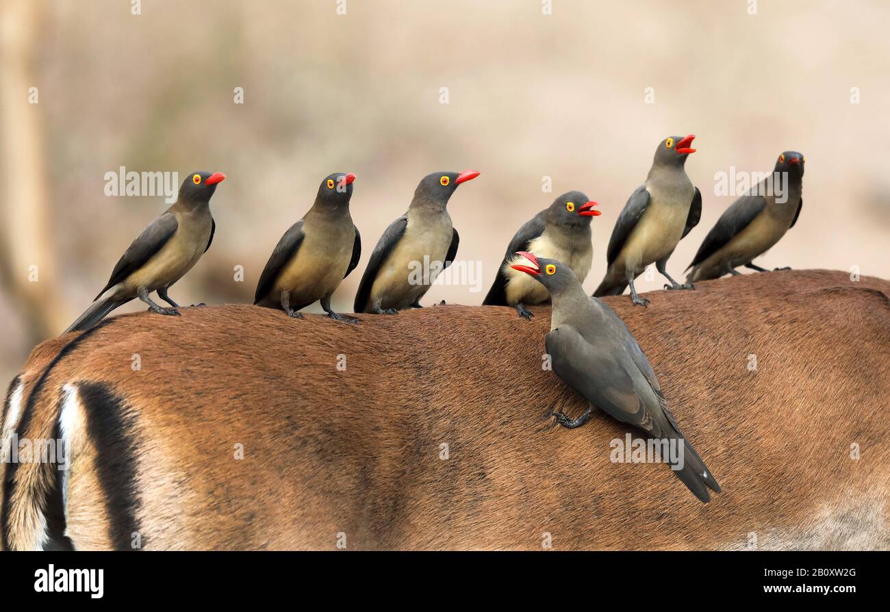 Red billed oxpeckers on an impala hi-res stock photography and images ...