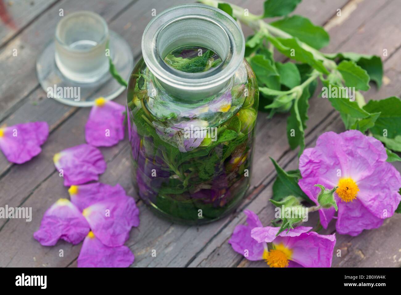 Pink Rock-Rose, Hoary Rock-Rose, hairy rockrose, rock rose, rock-rose ...