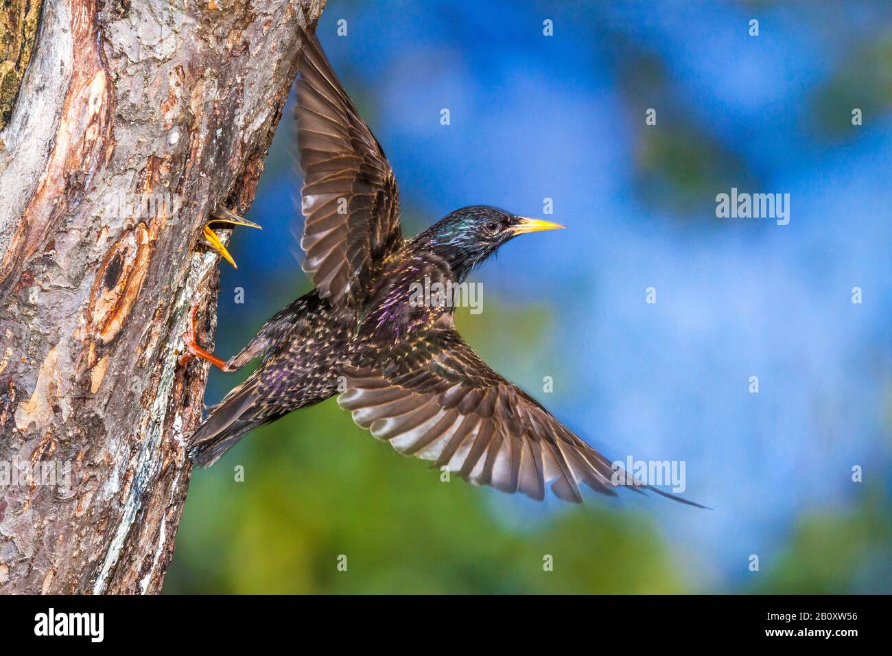 common starling (Sturnus vulgaris), starting from a breeding hole with ...