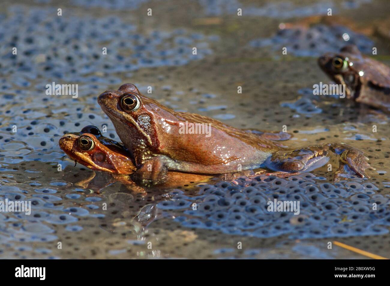 common frog, grass frog (Rana temporaria), frog couple in frogspawn, Germany, Baden-Wuerttemberg ...