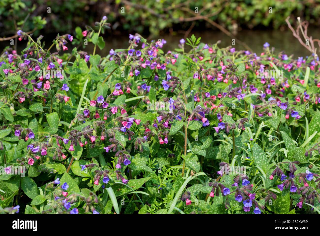 Common lungwort (Pulmonaria officinalis), blooming, Germany Stock Photo ...