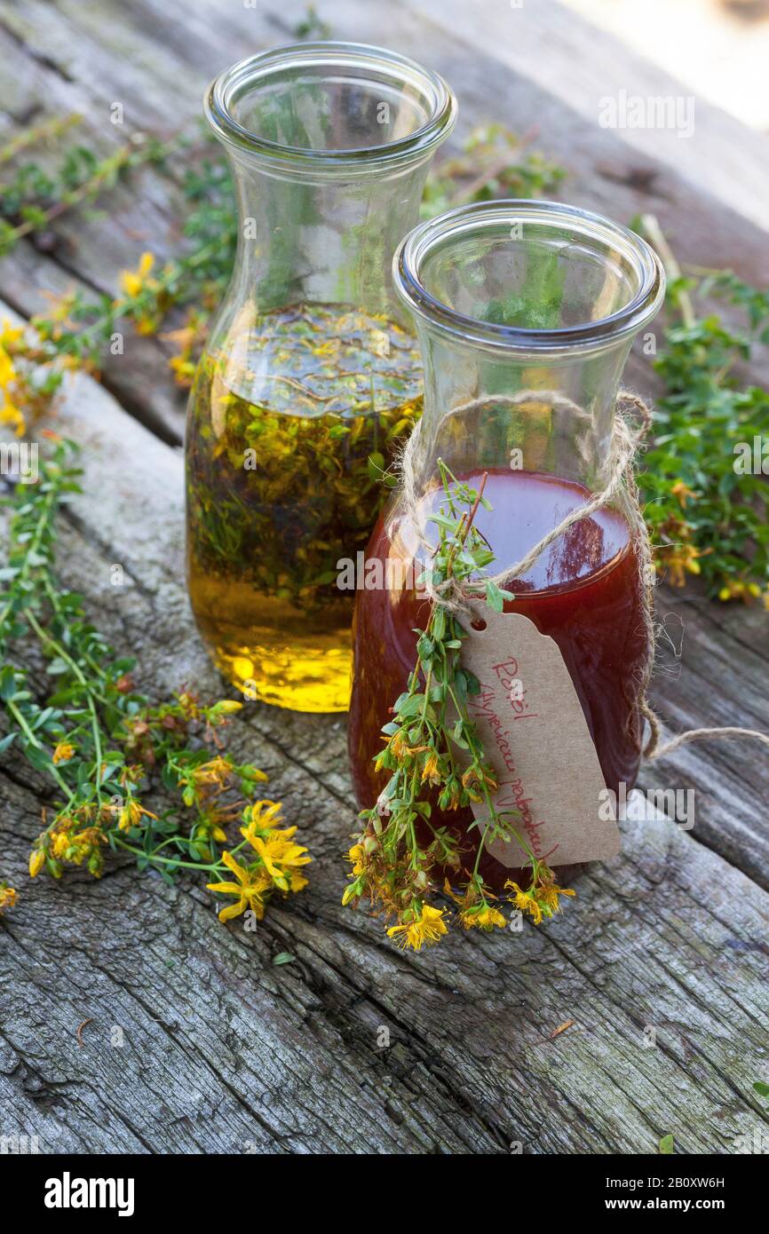 Common St Johns-wort, perforate St Johns-wort, klamath weed, St. Johns ...