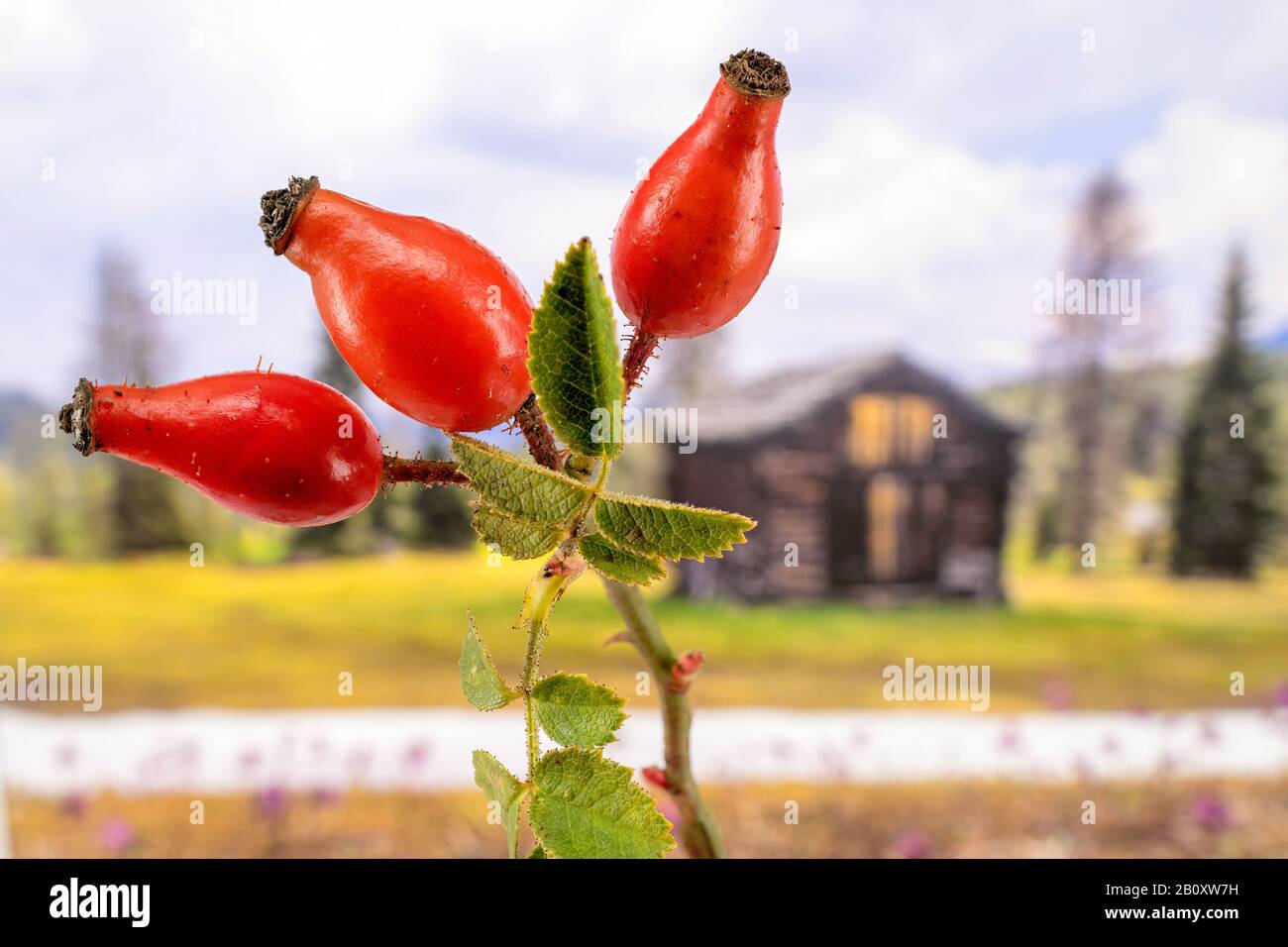 rose (Rosa spec.), rose-hip in front of a barn, Germany, Bavaria ...