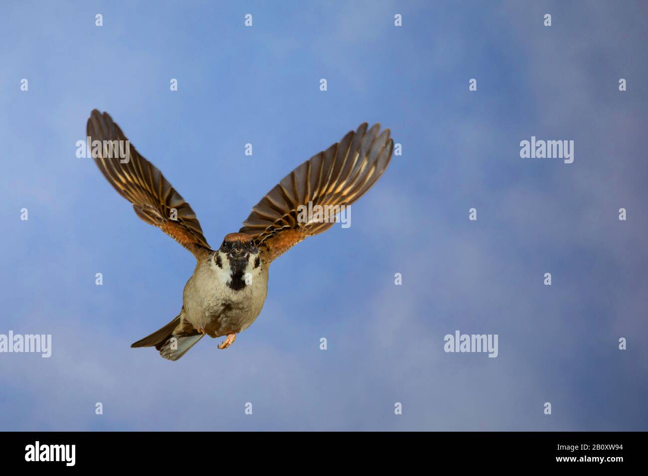 Eurasian tree sparrow (Passer montanus), in flight, front view, Germany ...