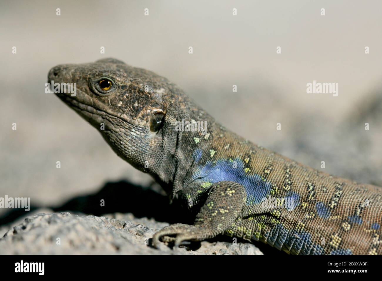 Teneriffa Canary Island Lizard (Gallotia galloti galloti), sitting on a ...