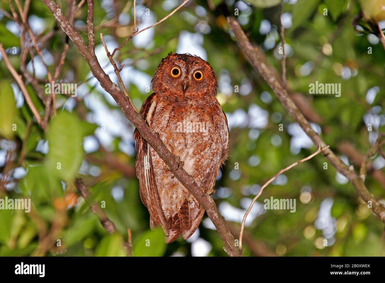 Ryukyu scops owl hi-res stock photography and images - Alamy