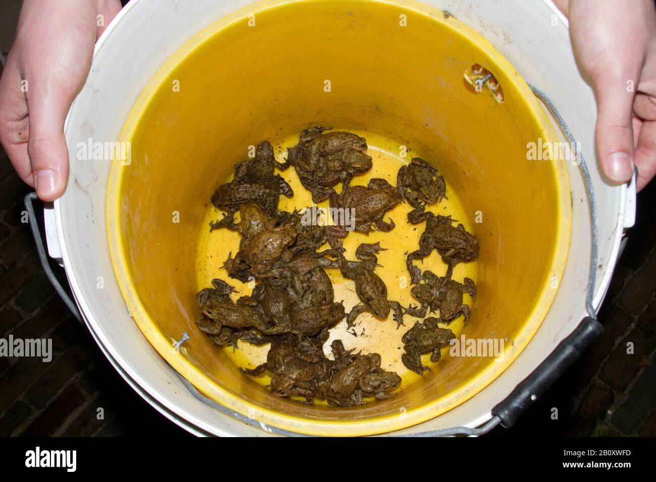 European common toad (Bufo bufo), toads in a bucket, Netherlands Stock ...