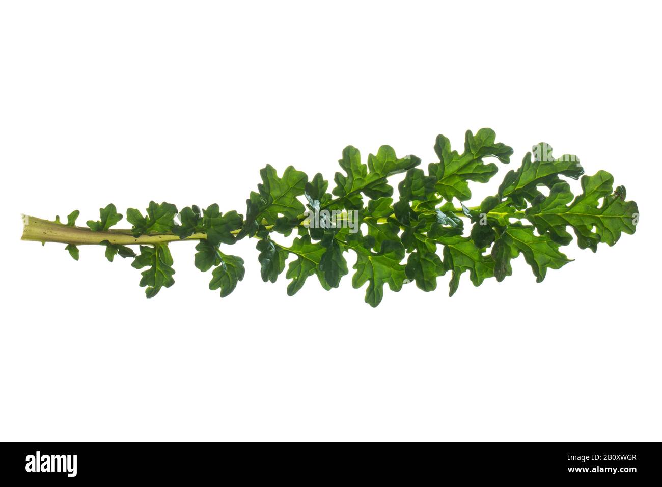 Stinking willie Cut Out Stock Images & Pictures - Alamy