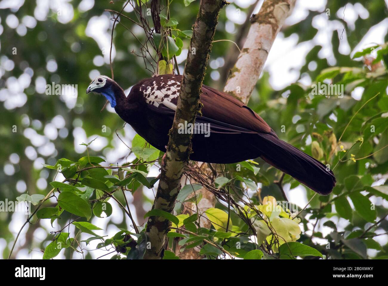 Trinidad Piping Guan (Pipile pipile), a critically endangered species ...
