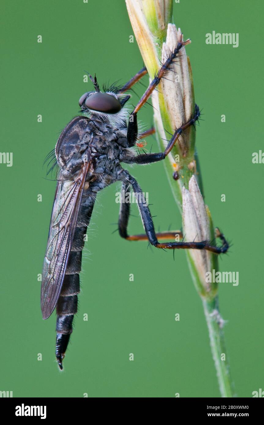 Fly life cycle hi-res stock photography and images - Alamy