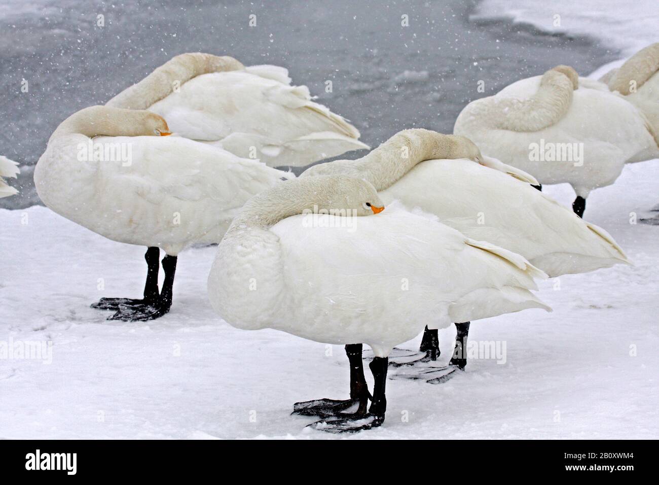 whooper swan (Cygnus cygnus), troop standing on frozen lake and ...