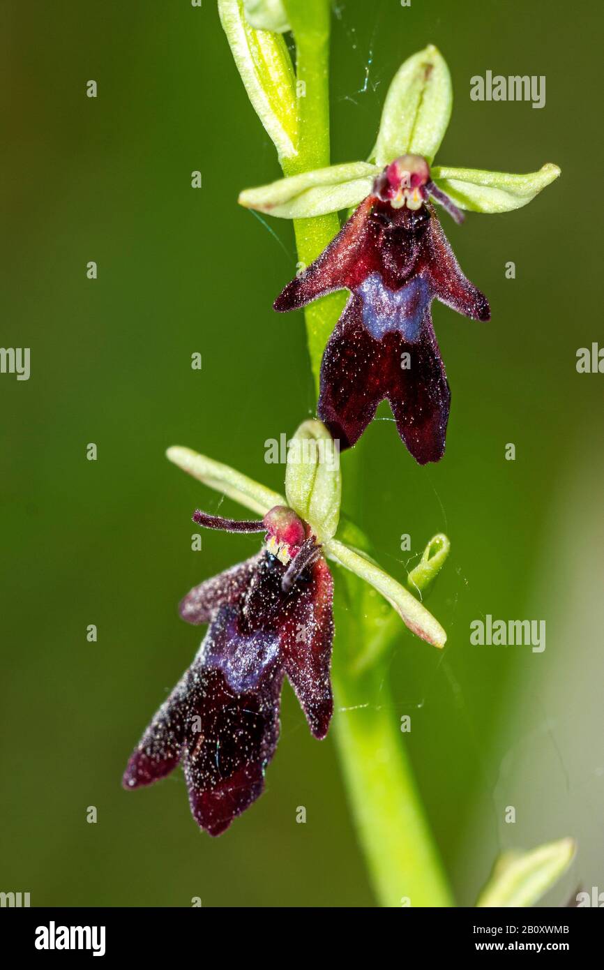 fly orchid (Ophrys insectifera), flowers, Germany, Baden-Wuerttemberg ...