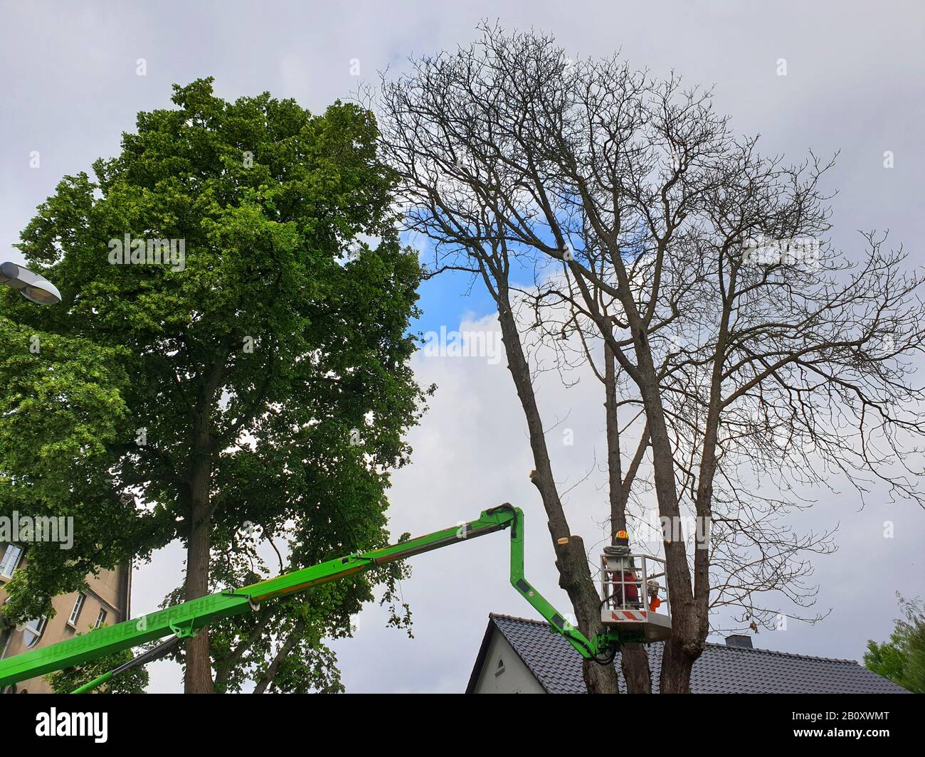 common horse chestnut (Aesculus hippocastanum), felling of a dead tree ...