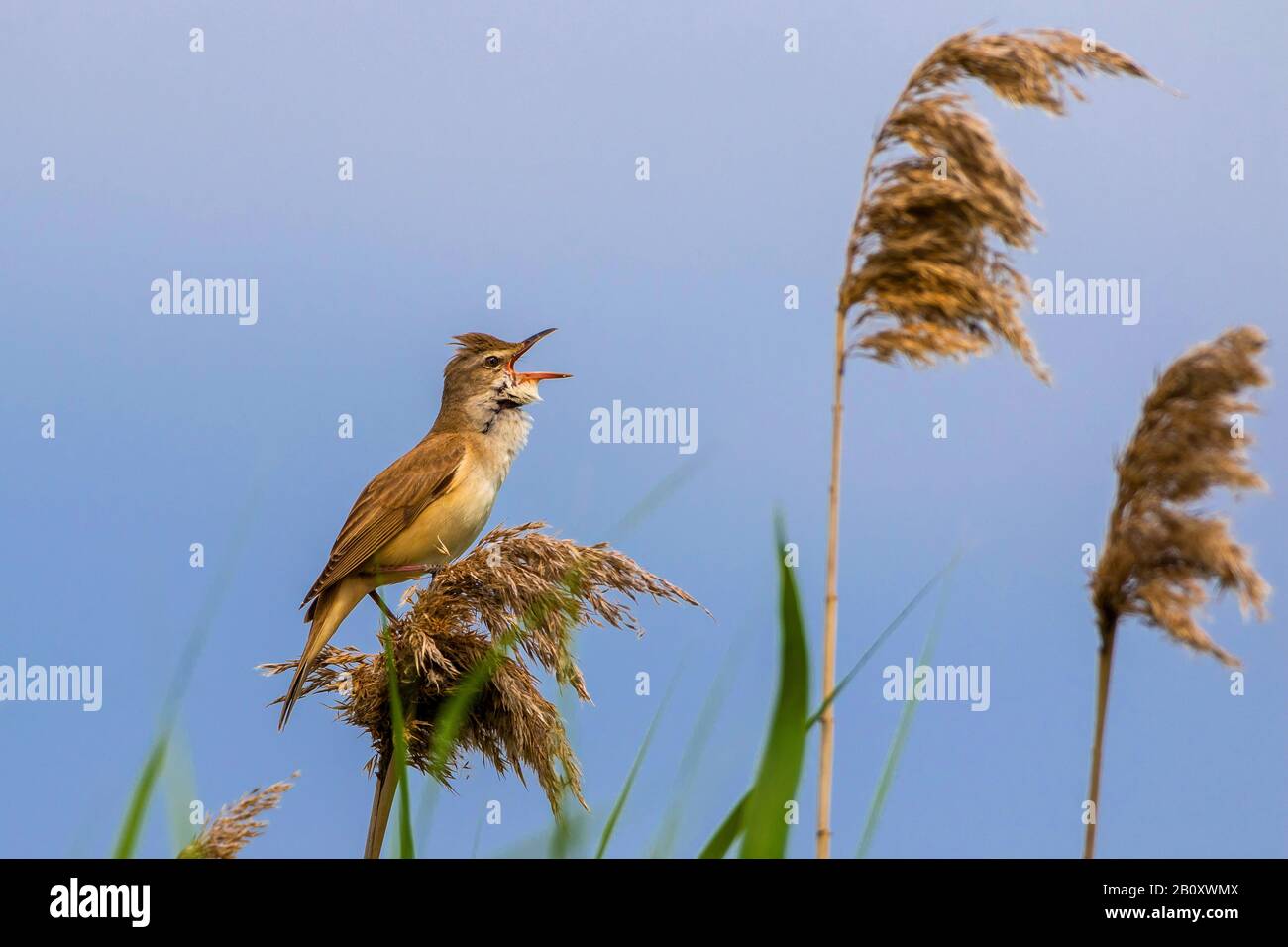 great reed warbler (Acrocephalus arundinaceus), sitting on reed singing ...