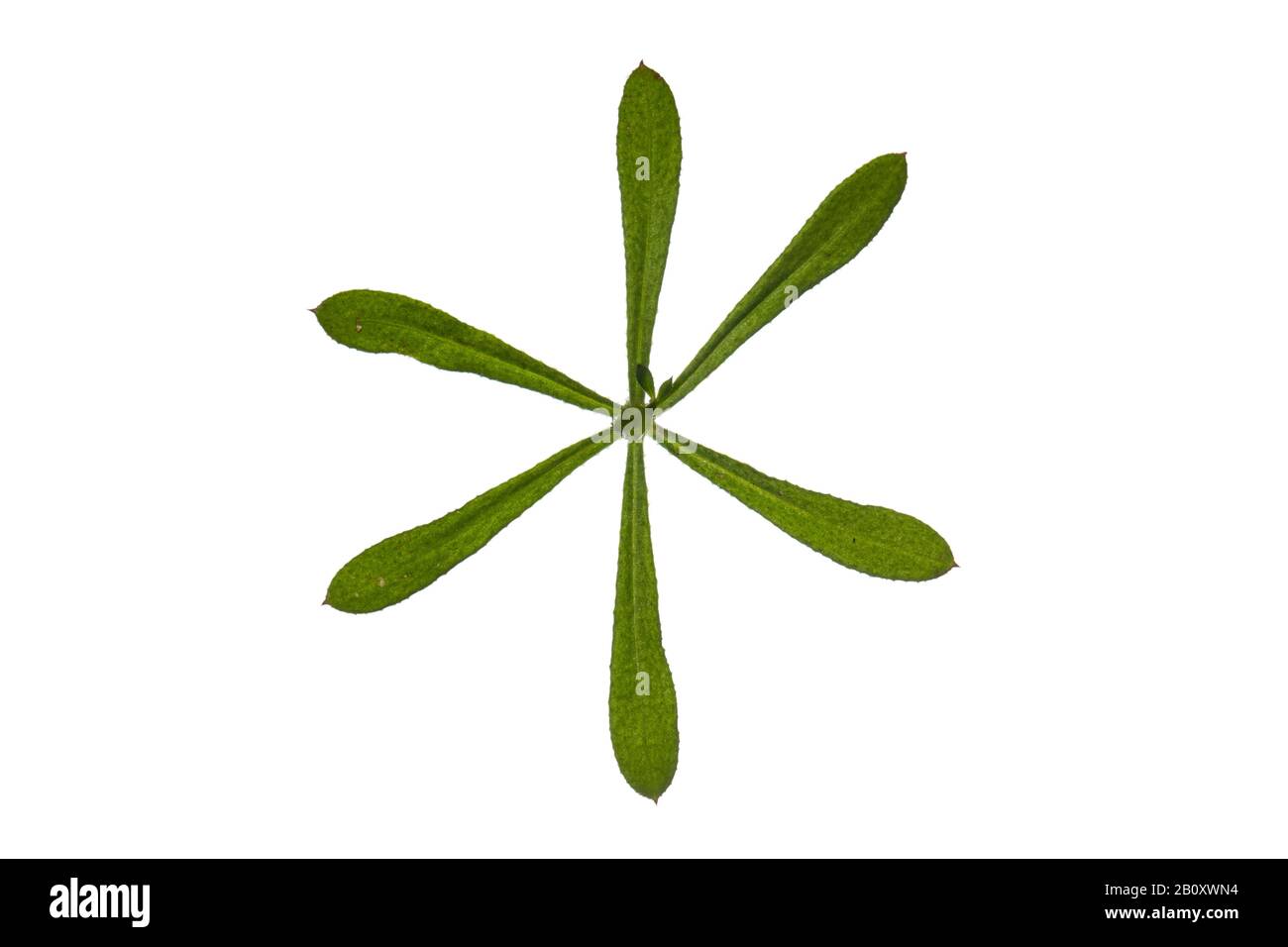 Cleavers, Goosegrass, Catchweed bedstraw (Galium aparine), leaf whorl ...