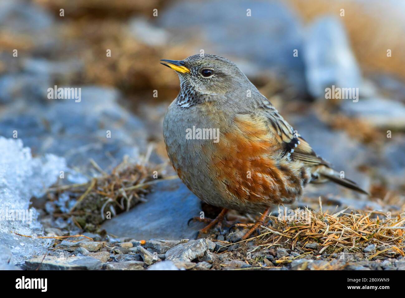 Alpine dunnock hi-res stock photography and images - Alamy