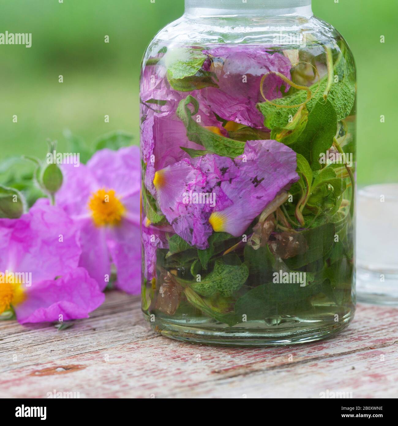 Pink Rock-Rose, Hoary Rock-Rose, hairy rockrose, rock rose, rock-rose ...