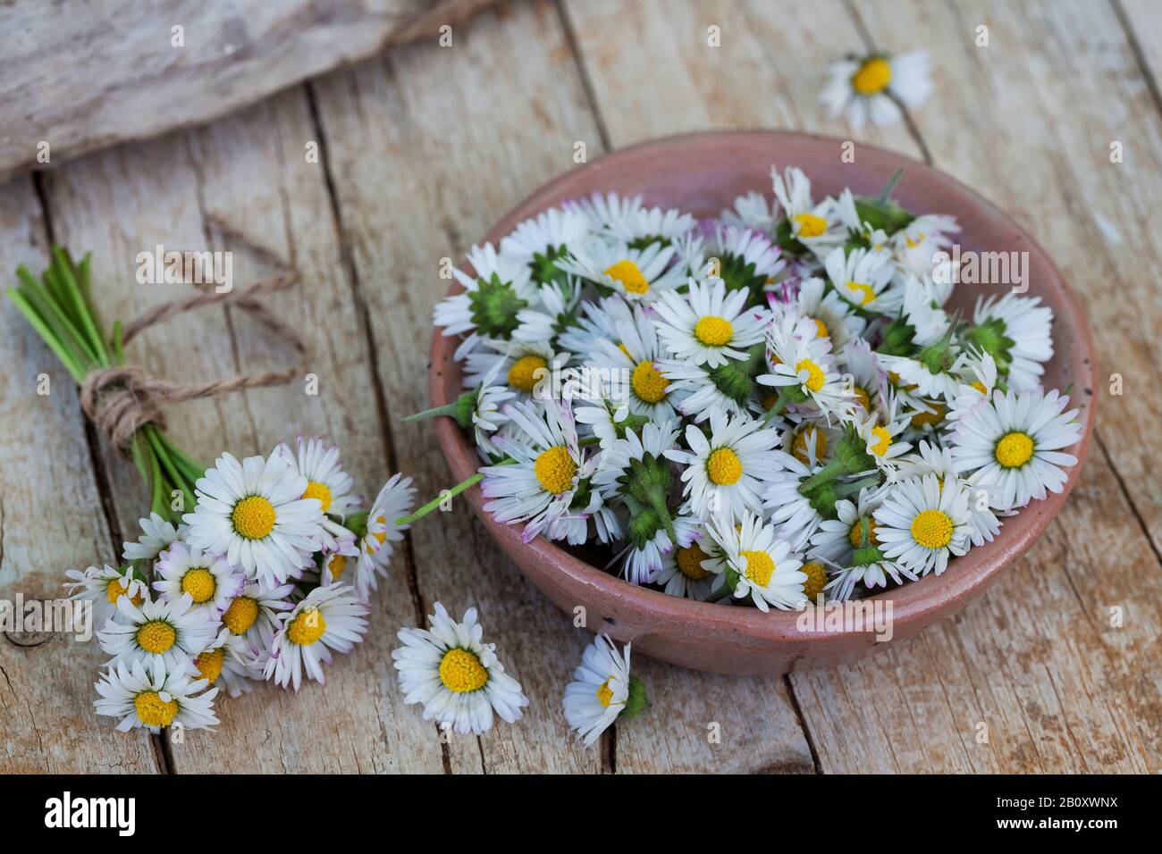 common daisy, lawn daisy, English daisy (Bellis perennis), harvesting ...