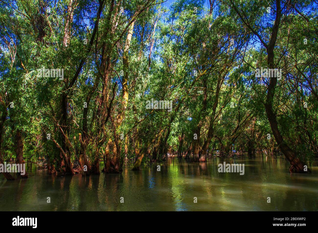 Danube Riverside Forest High Resolution Stock Photography and Images ...