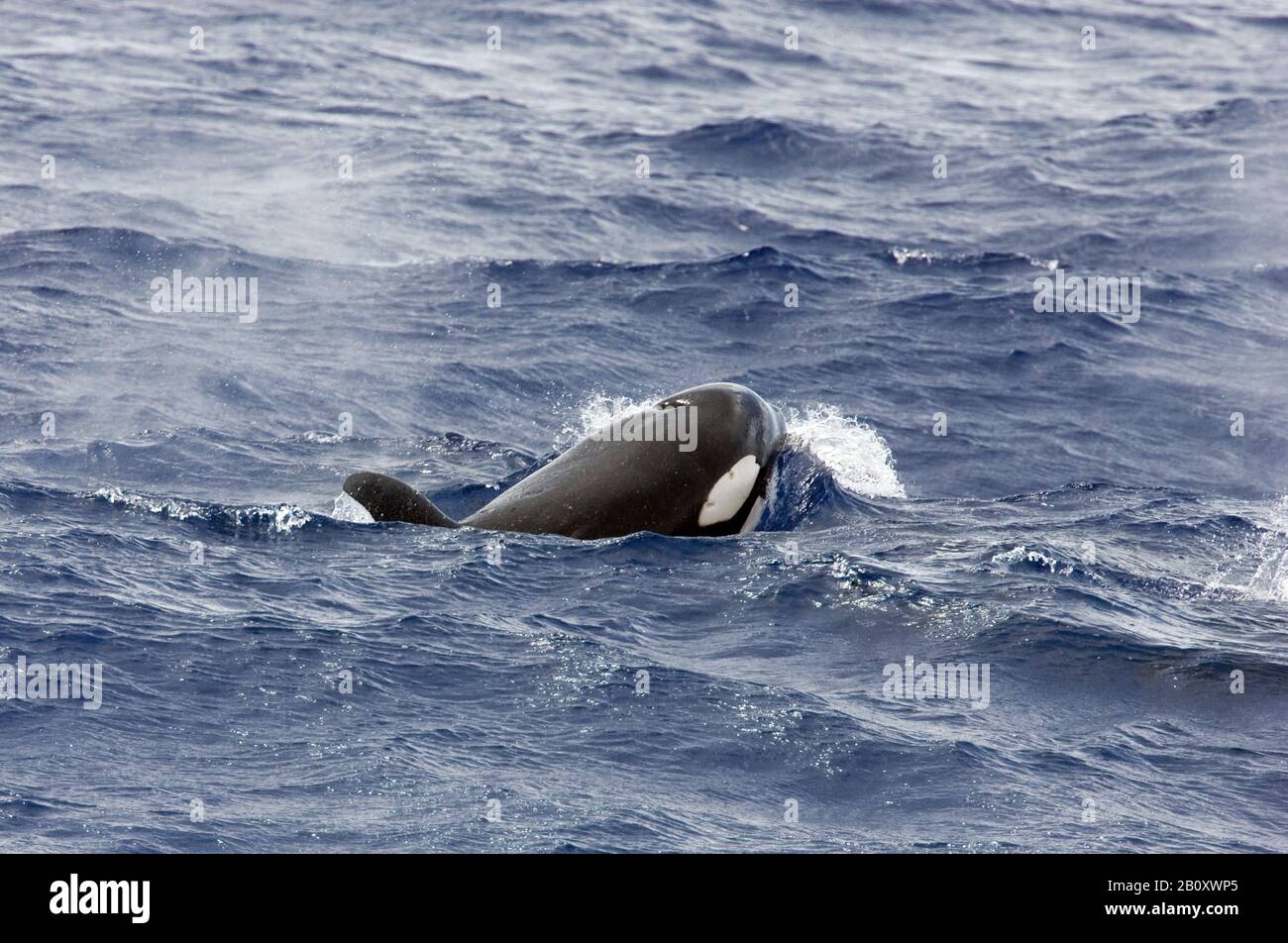 orca, great killer whale, grampus (Orcinus orca), at sea surface ...