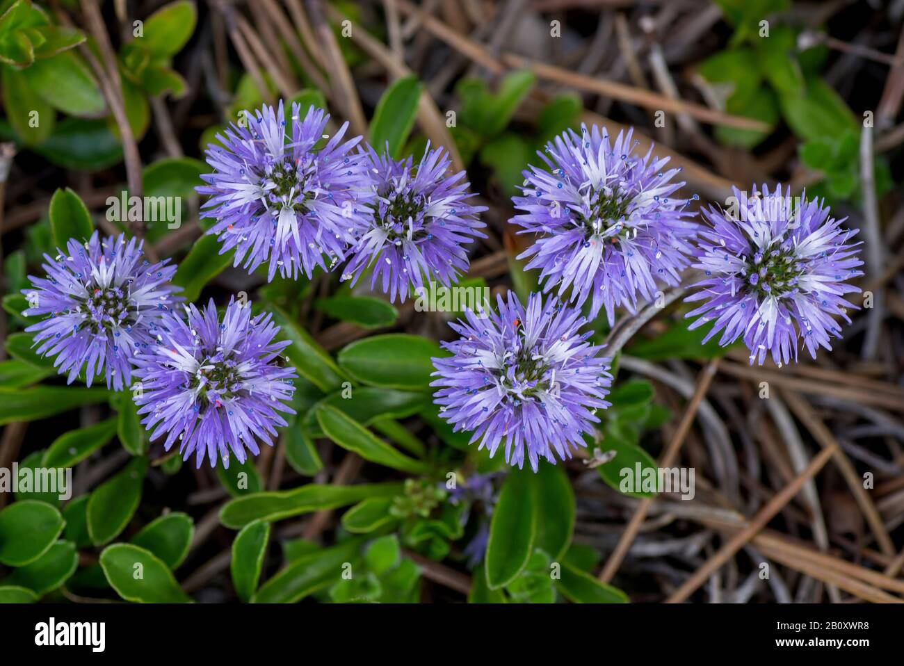 Globe daisy, Leather leaf owder puff, Powderpuff, Heart leaf globe ...