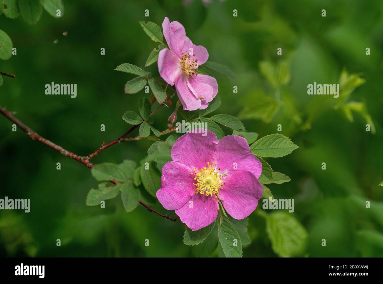 rose (Rosa spec.), rose flowers, Germany, Bavaria, Oberbayern, Upper ...