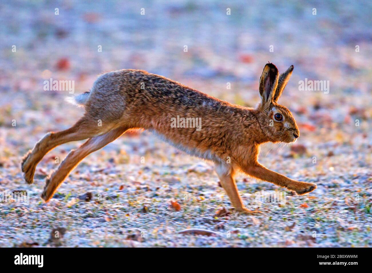 Brown hare walking hi-res stock photography and images - Alamy