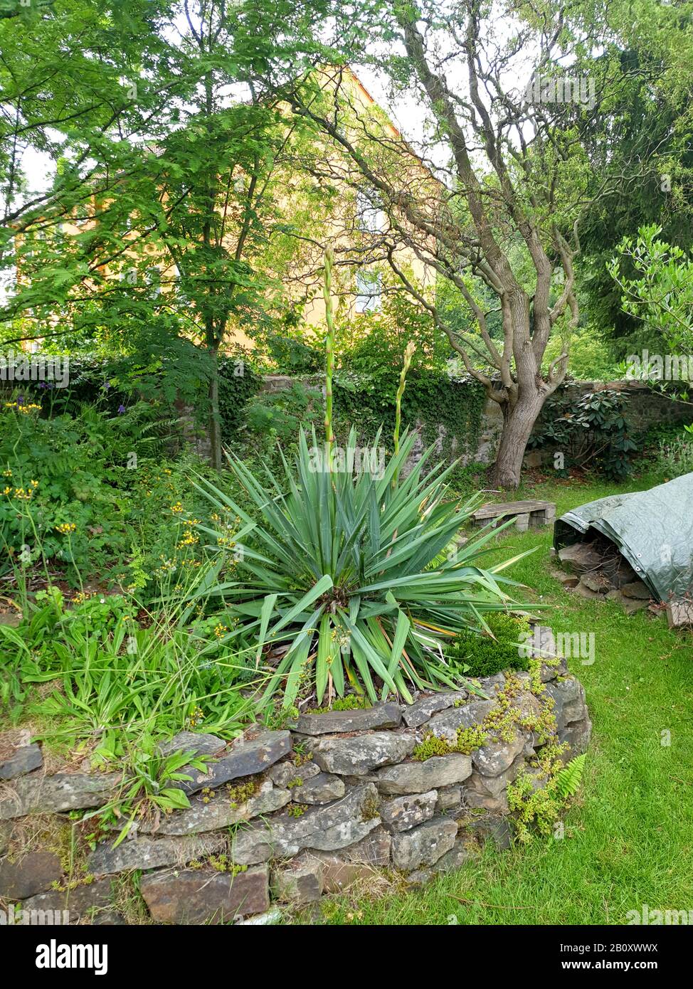 Adam's needle, weak-leaf Yucca (Yucca filamentosa), in bud, Germany ...