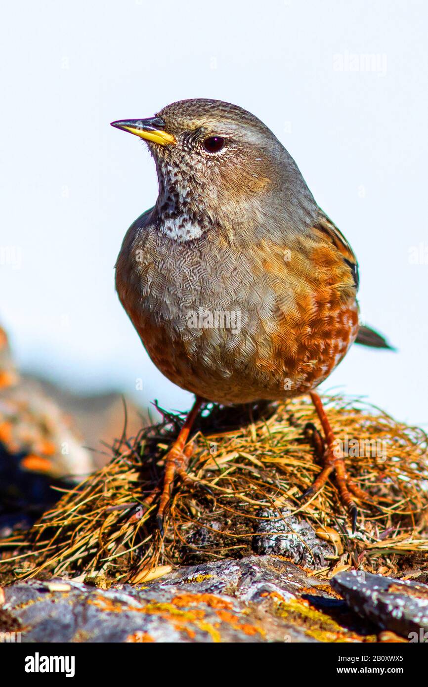Alpine dunnock hi-res stock photography and images - Alamy