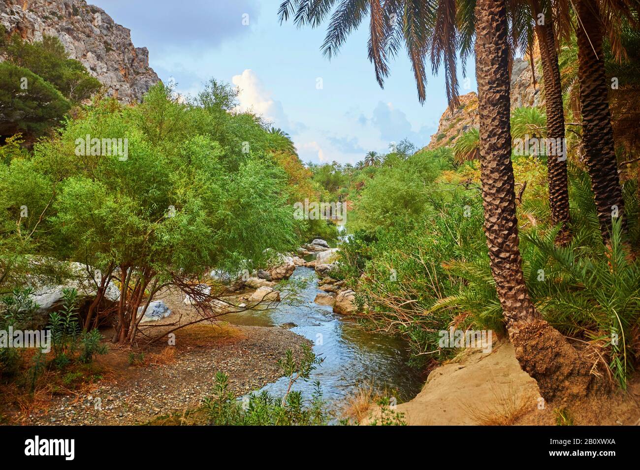 Cretan date palm (Phoenix theophrasti), Preveli lagoon, Greece, Crete ...